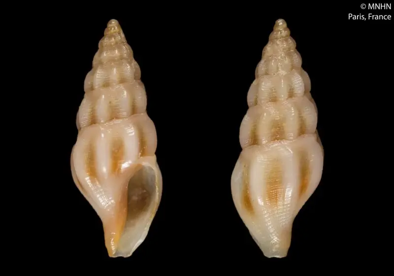 Mangelia costulata - факти, дієта, ареал і фотографії на Animalia.bio