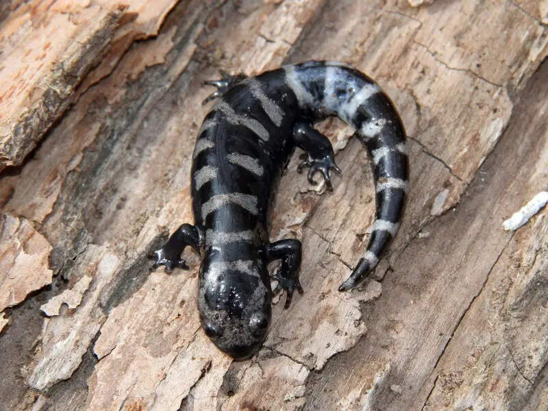 Marbled salamander - Facts, Diet, Habitat & Pictures on Animalia.bio