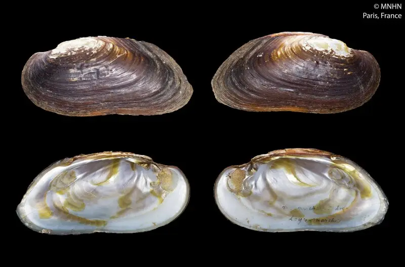 Freshwater pearl mussel - Facts, Diet, Habitat & Pictures on Animalia.bio