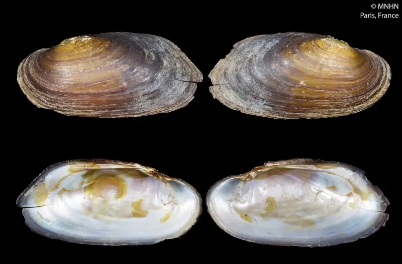 Freshwater pearl mussel - Facts, Diet, Habitat & Pictures on Animalia.bio