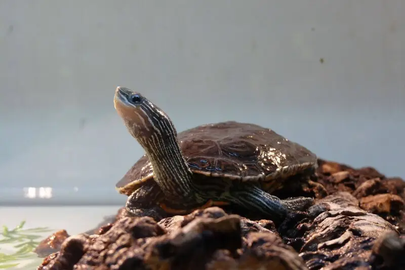Balkan pond turtle - Facts, Diet, Habitat & Pictures on Animalia.bio