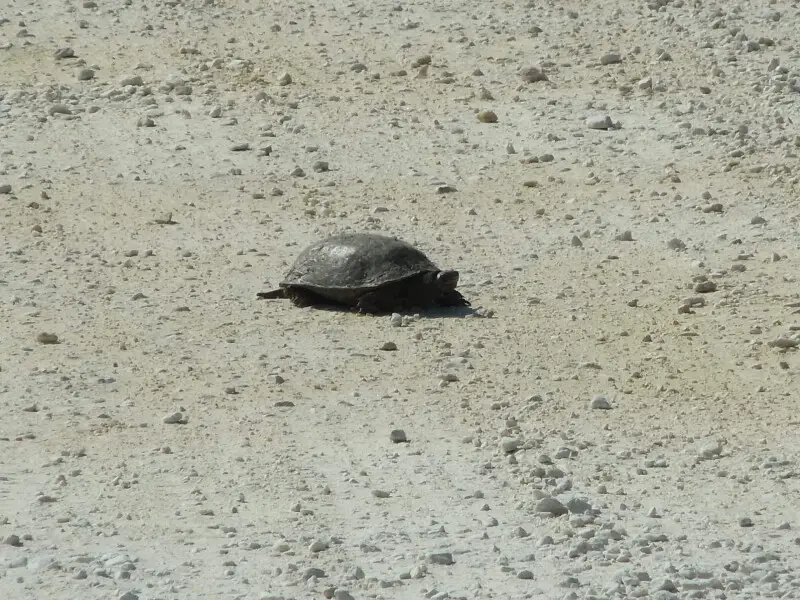 Balkan pond turtle - Facts, Diet, Habitat & Pictures on Animalia.bio