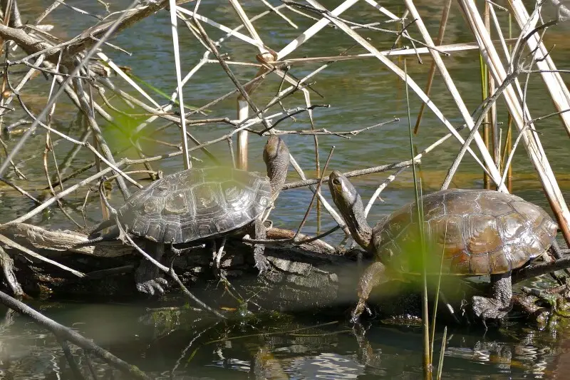 Spanish pond turtle - Facts, Diet, Habitat & Pictures on Animalia.bio
