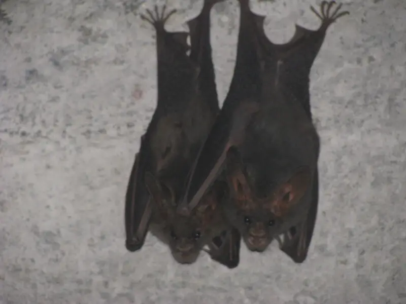Lesser false vampire bat - Facts, Diet, Habitat & Pictures on Animalia.bio