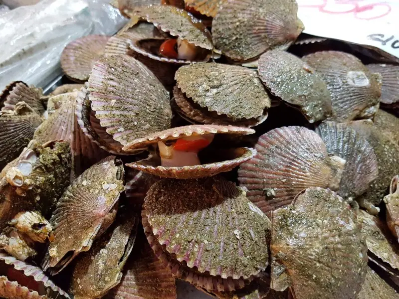 Argopecten purpuratus - Facts, Diet, Habitat & Pictures on Animalia.bio