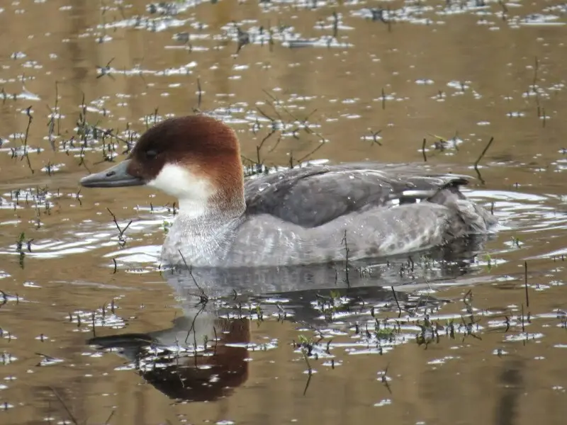 Smew - Facts, Diet, Habitat & Pictures on Animalia.bio