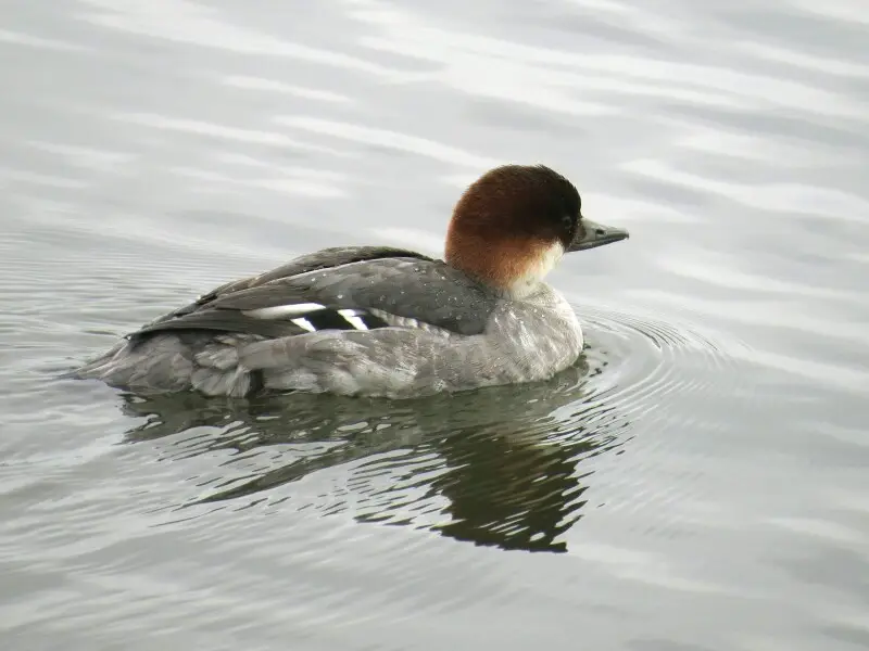 Smew - Facts, Diet, Habitat & Pictures on Animalia.bio