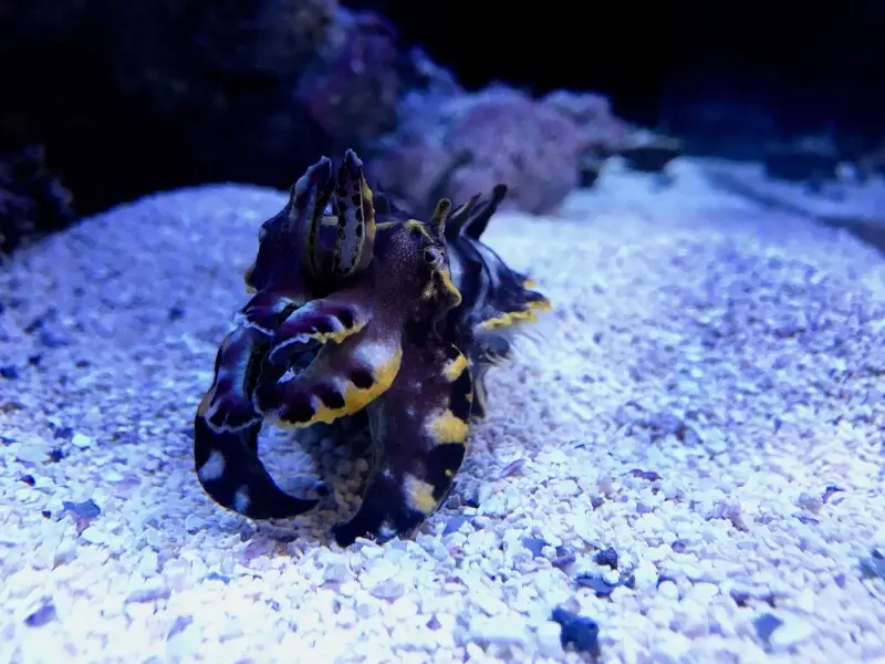 Metasepia pfefferi - Facts, Diet, Habitat & Pictures on Animalia.bio