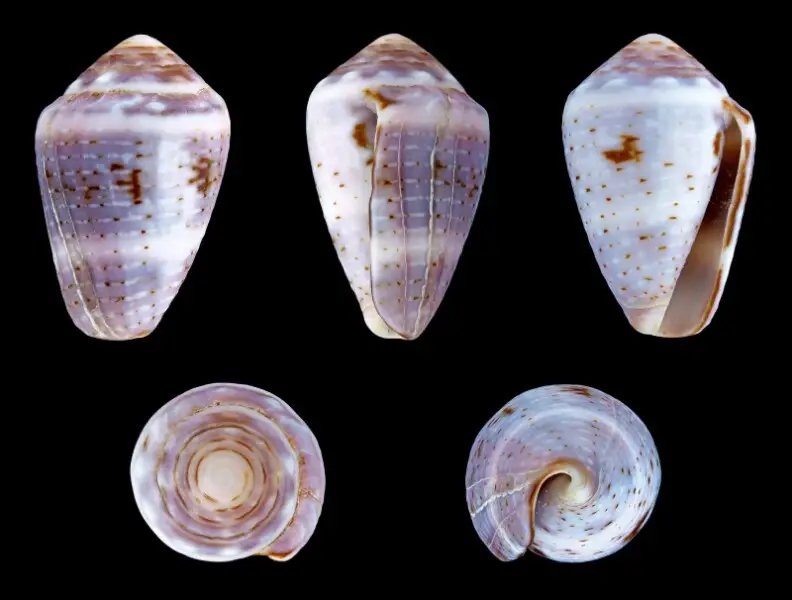 Conus coronatus - факти, дієта, ареал і фотографії на Animalia.bio