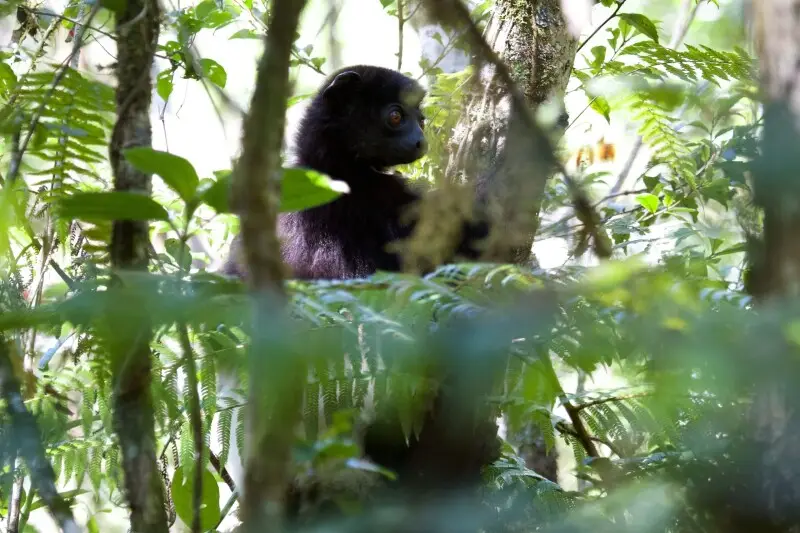 Propithecus edwardsi - факти, дієта, ареал і фотографії на Animalia.bio