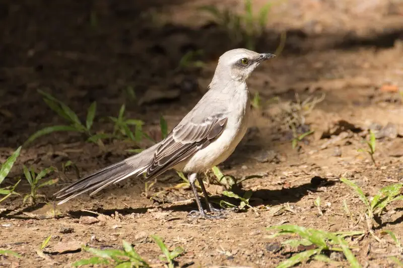 Tropical mockingbird - Facts, Diet, Habitat & Pictures on Animalia.bio