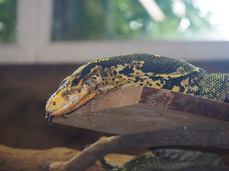 Yellow-headed water monitor - Facts, Diet, Habitat & Pictures on ...