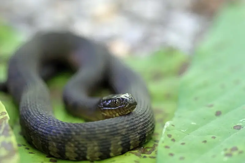Green water snake - Facts, Diet, Habitat & Pictures on Animalia.bio