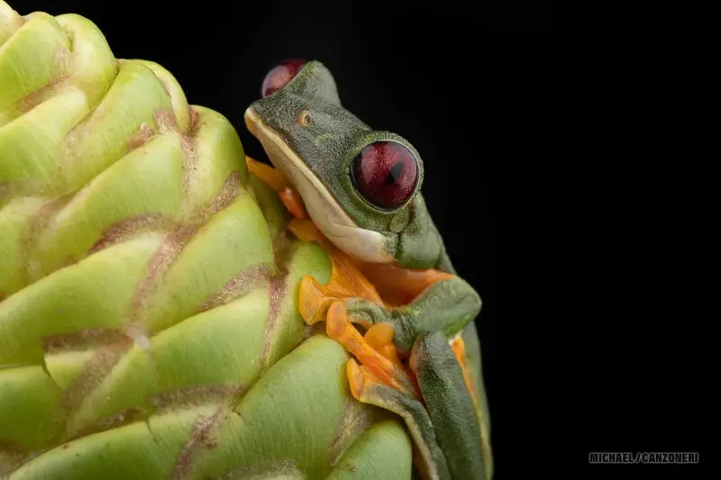 Gliding tree frog - Facts, Diet, Habitat & Pictures on Animalia.bio