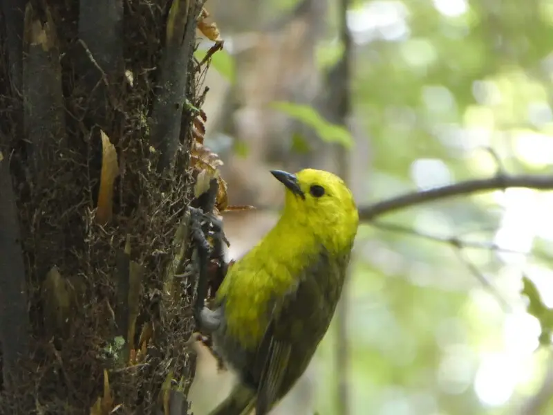 Yellowhead - Facts, Diet, Habitat & Pictures on Animalia.bio