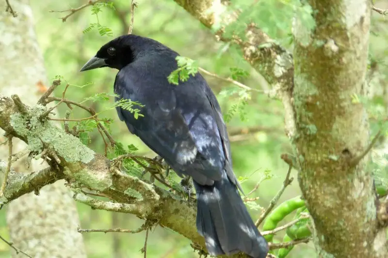 Shiny cowbird - Facts, Diet, Habitat & Pictures on Animalia.bio