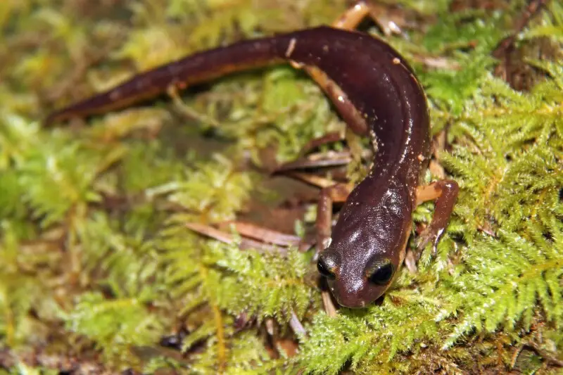 Ensatina - Facts, Diet, Habitat & Pictures on Animalia.bio