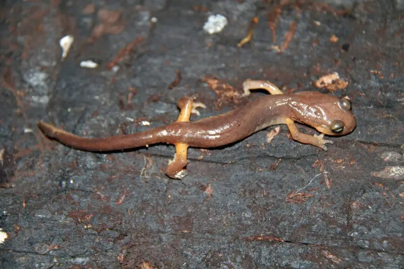 Ensatina - Facts, Diet, Habitat & Pictures on Animalia.bio