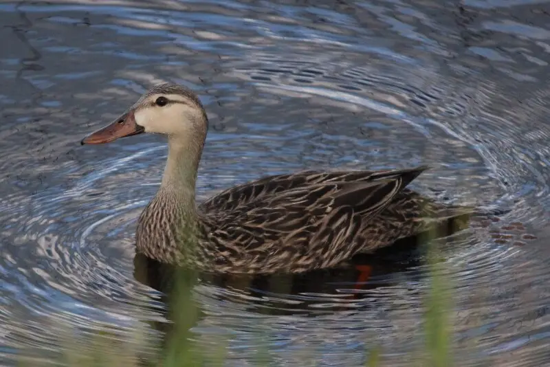 Mottled duck - Facts, Diet, Habitat & Pictures on Animalia.bio