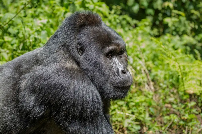 Mountain gorilla - Facts, Diet, Habitat & Pictures on Animalia.bio