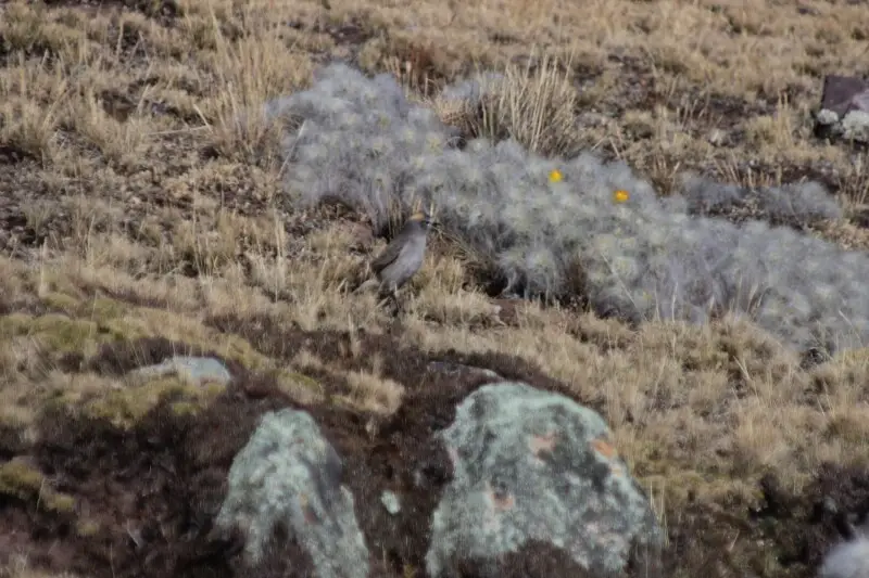 Ochre-naped ground tyrant - Facts, Diet, Habitat & Pictures on Animalia.bio