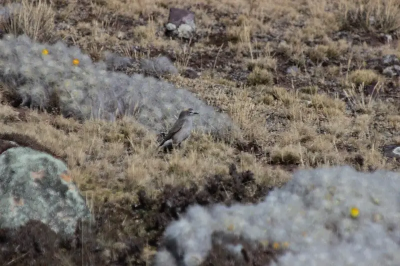 Ochre-naped ground tyrant - Facts, Diet, Habitat & Pictures on Animalia.bio