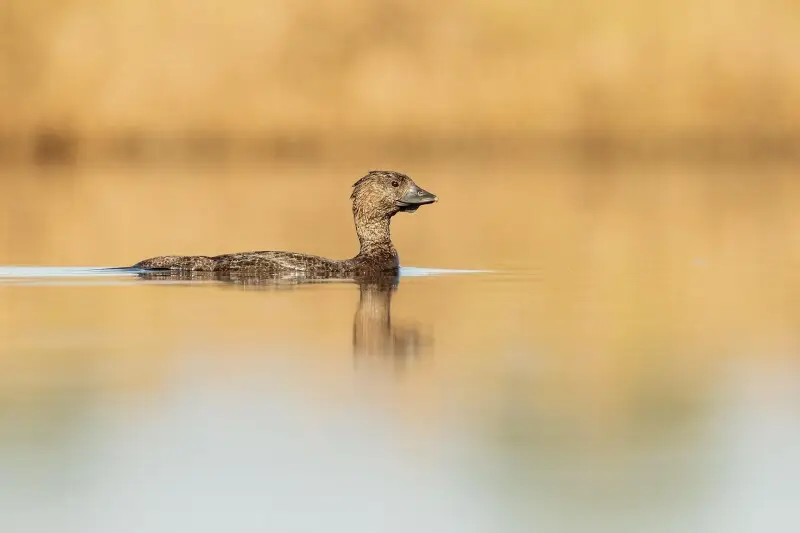 Musk duck - Facts, Diet, Habitat & Pictures on Animalia.bio