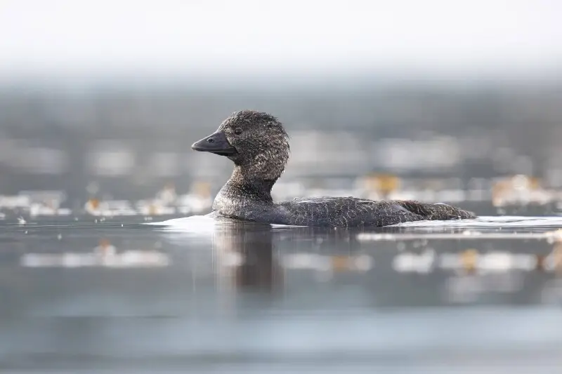Musk duck - Facts, Diet, Habitat & Pictures on Animalia.bio