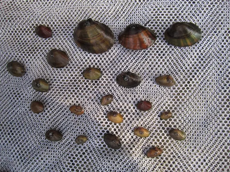 Lampsilis higginsii - факти, дієта, ареал і фотографії на Animalia.bio