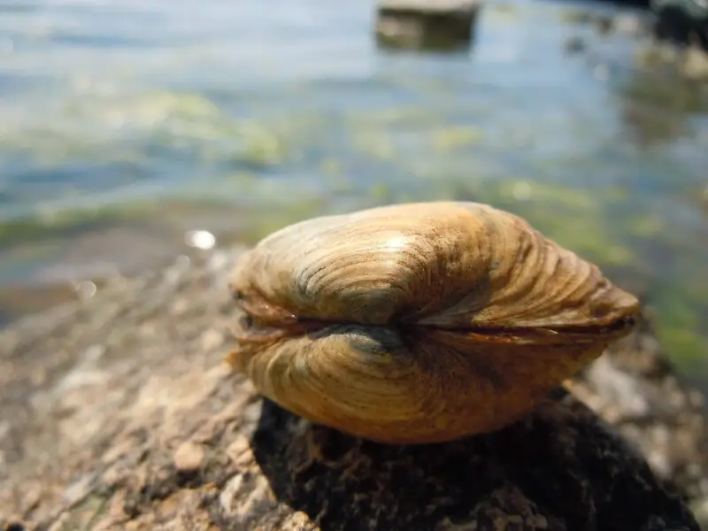 Soft-shell clam - Facts, Diet, Habitat & Pictures on Animalia.bio
