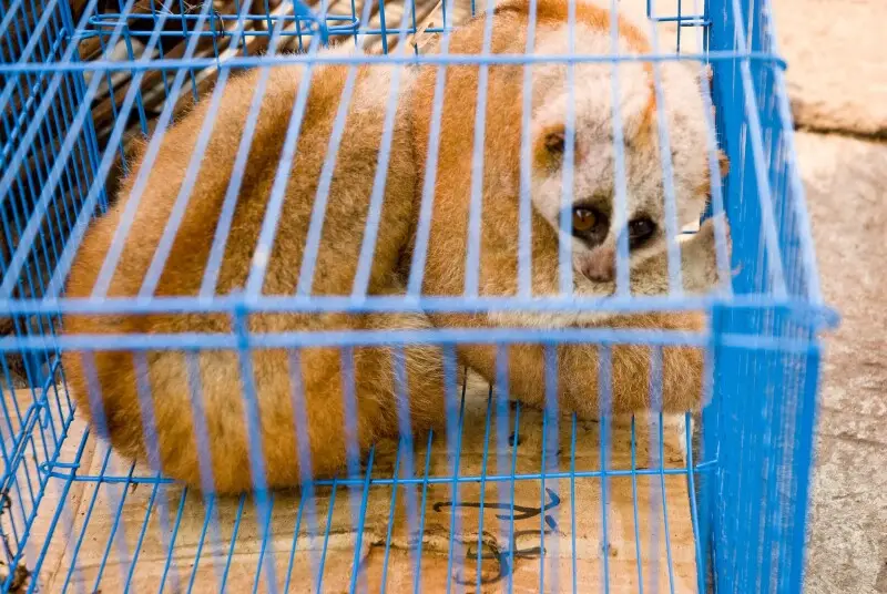 Bengal slow loris - Facts, Diet, Habitat & Pictures on Animalia.bio