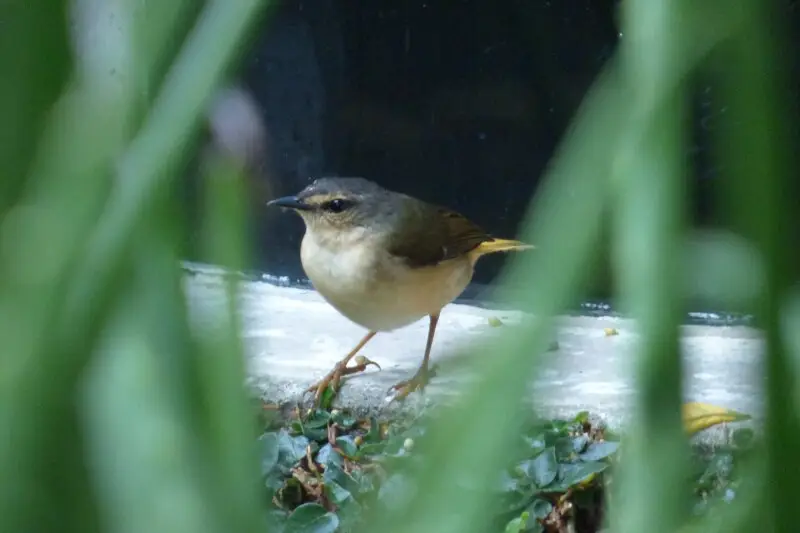 Buff-rumped warbler - Facts, Diet, Habitat & Pictures on Animalia.bio