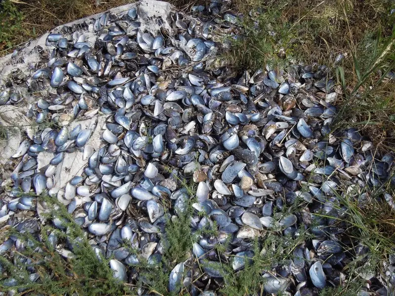 Mediterranean mussel - Facts, Diet, Habitat & Pictures on Animalia.bio