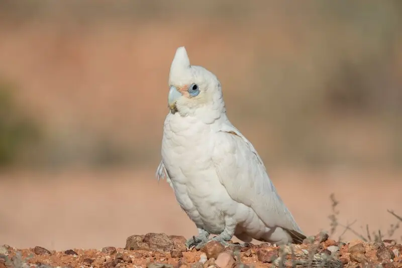 Little corella - Facts, Diet, Habitat & Pictures on Animalia.bio