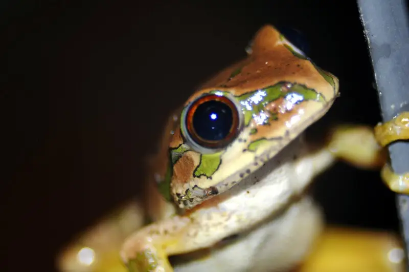 Natal forest tree frog - Facts, Diet, Habitat & Pictures on Animalia.bio