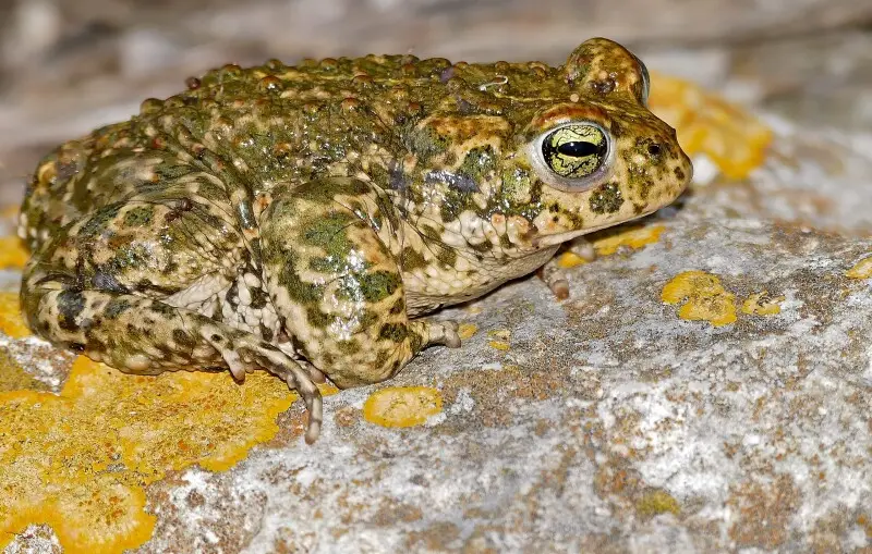 Natterjack toad - Facts, Diet, Habitat & Pictures on Animalia.bio