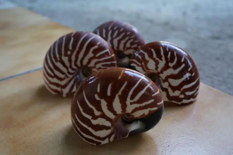 Nautilus macromphalus - Facts, Diet, Habitat & Pictures on Animalia.bio