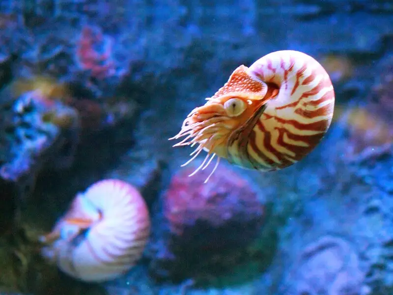 Chambered nautilus - Facts, Diet, Habitat & Pictures on Animalia.bio