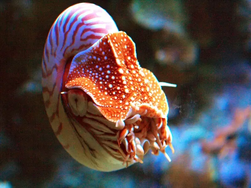 Chambered nautilus - Facts, Diet, Habitat & Pictures on Animalia.bio