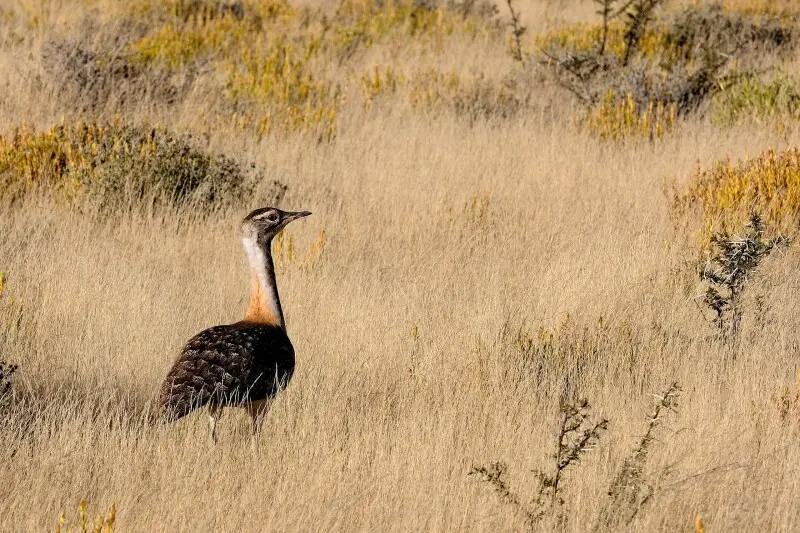 Ludwig's bustard - Facts, Diet, Habitat & Pictures on Animalia.bio