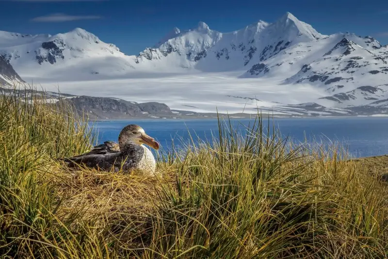 Northern giant petrel - Facts, Diet, Habitat & Pictures on Animalia.bio
