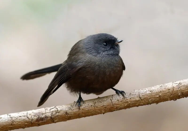 New Zealand fantail - Facts, Diet, Habitat & Pictures on Animalia.bio