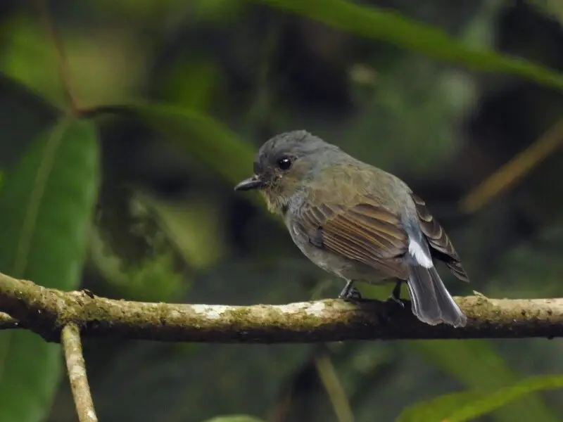 Nilgiri flycatcher - Facts, Diet, Habitat & Pictures on Animalia.bio