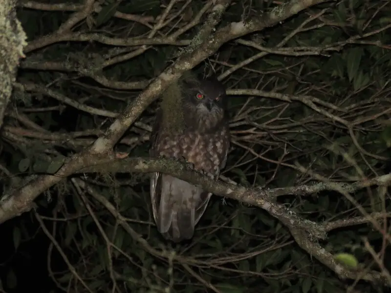 Australian boobook - Facts, Diet, Habitat & Pictures on Animalia.bio