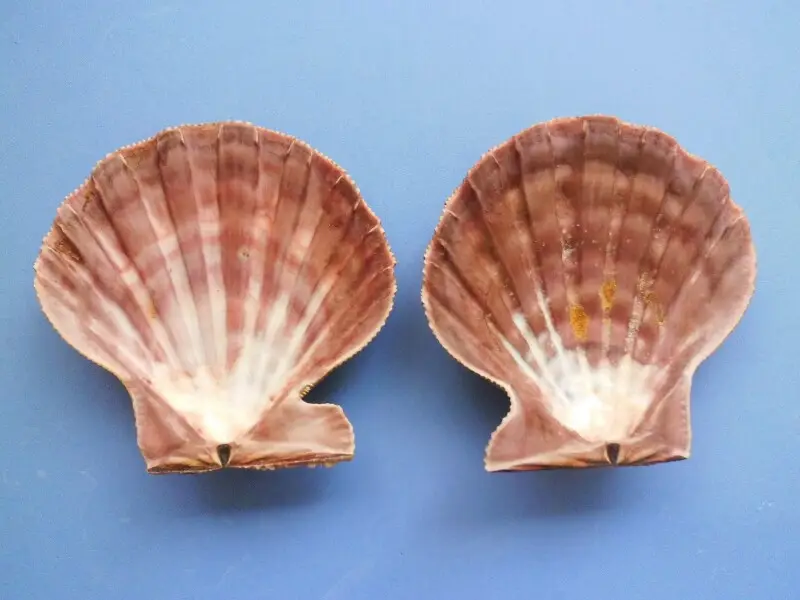 Nodipecten nodosus - Facts, Diet, Habitat & Pictures on Animalia.bio