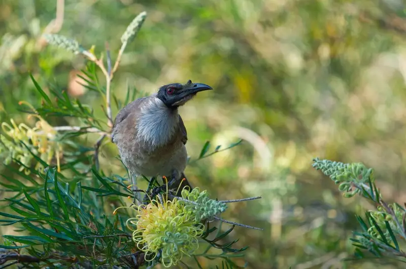 Noisy friarbird - Facts, Diet, Habitat & Pictures on Animalia.bio