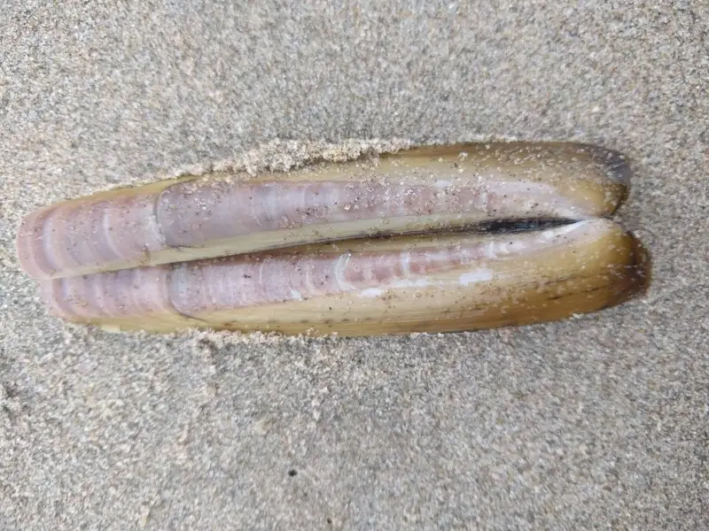Atlantic jackknife clam - Facts, Diet, Habitat & Pictures on Animalia.bio