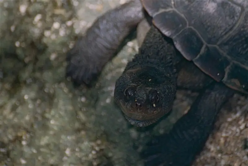Saw-shelled turtle - Facts, Diet, Habitat & Pictures on Animalia.bio