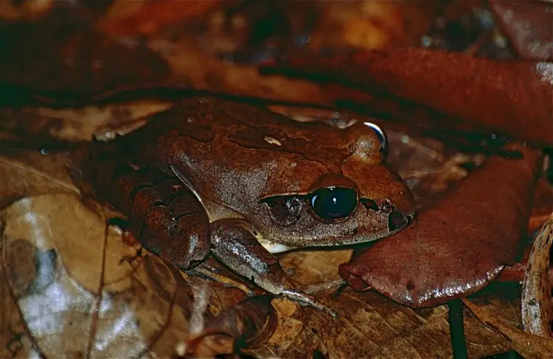 Northern barred frog - Facts, Diet, Habitat & Pictures on Animalia.bio