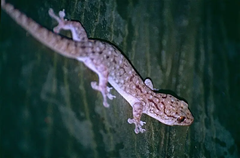 Dubious dtella - Facts, Diet, Habitat & Pictures on Animalia.bio